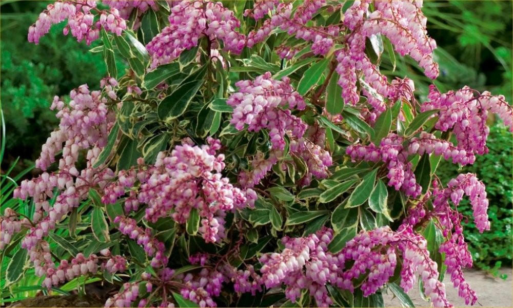 Pieris Collection - FIVE Different Evergreen Plants in Premier Varieties