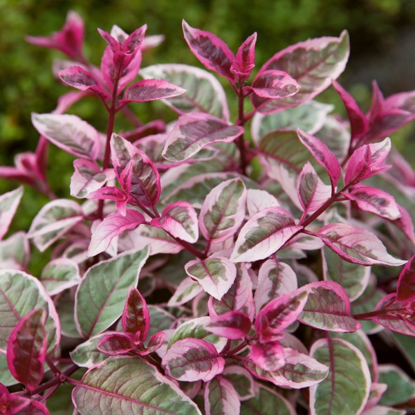 Fuchsia shrubs for sale UK | Fuchsia plants UK delivery