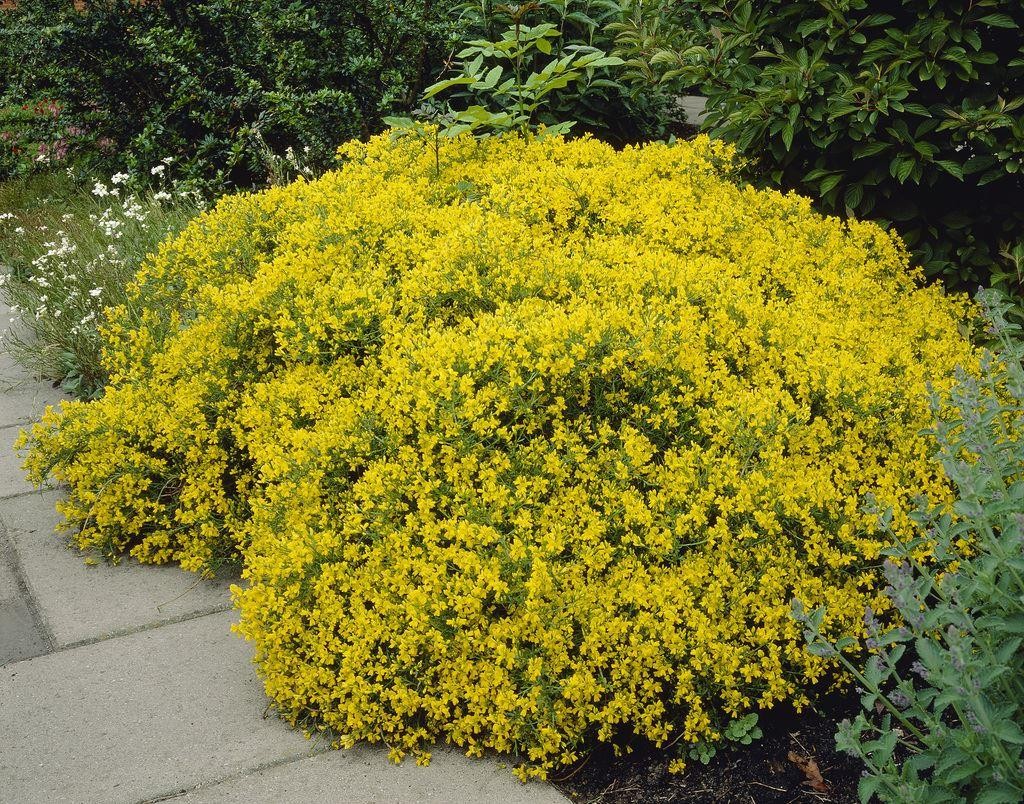 Genista Lydia - Hardy Dwarf Broom
