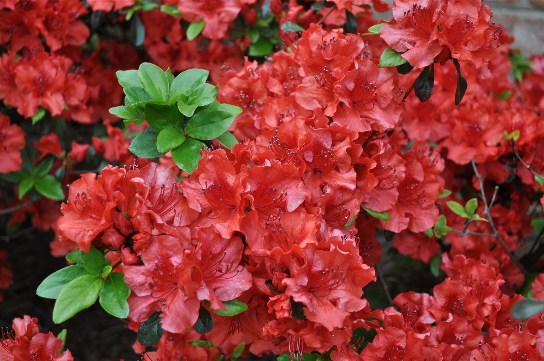 Azalea Mother's Day