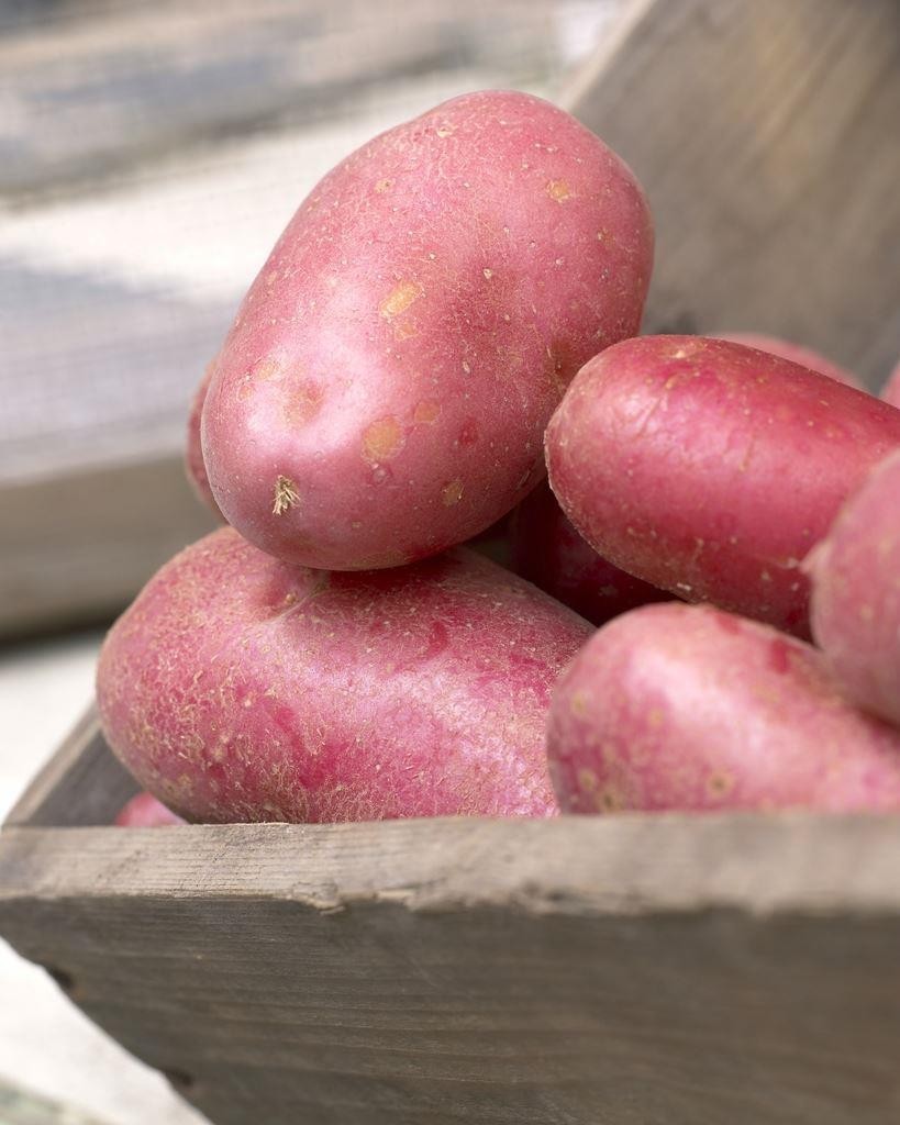 Red Duke of York - 1st Early Seed Potatoes - Pack of 10