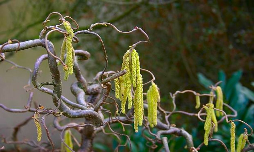 Corylus avellana Contorta - Large Corkscrew Hazel - Specimen Plant