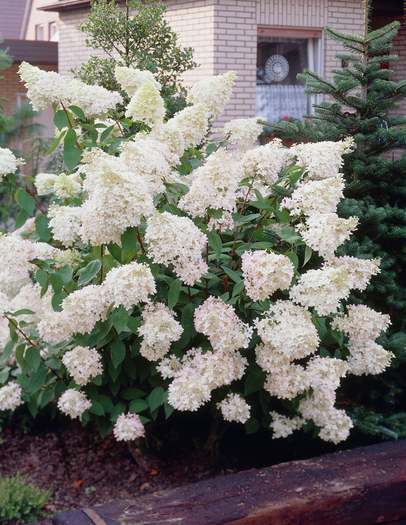 Large Specimen - Hydrangea paniculata Phantom