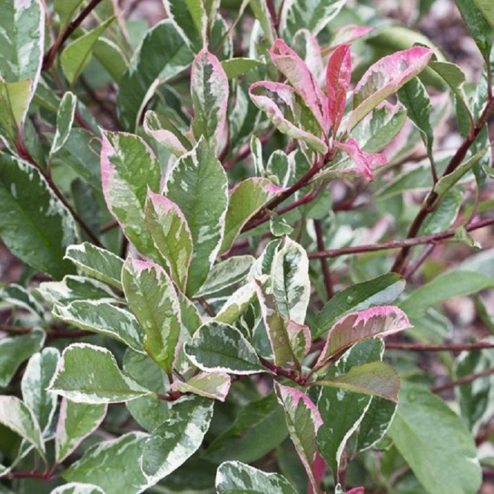 Photinia cassini Pink Marble - Hardy, Evergreen Variegated Red Robin Shrub