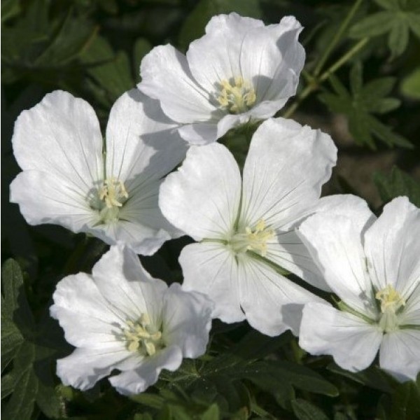 Hardy Perennial Geraniums for Sale - UK delivery