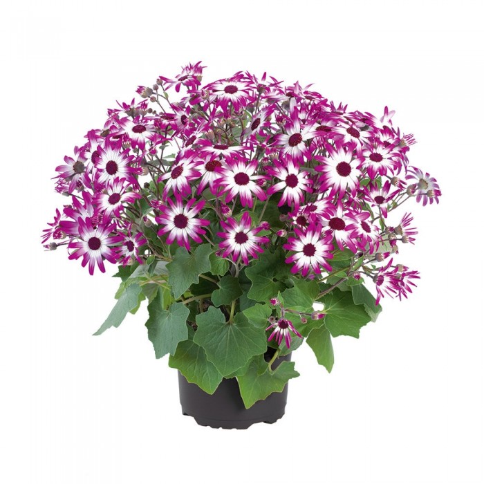 Magenta Bicolour Senetti Plant in Bud & Bloom