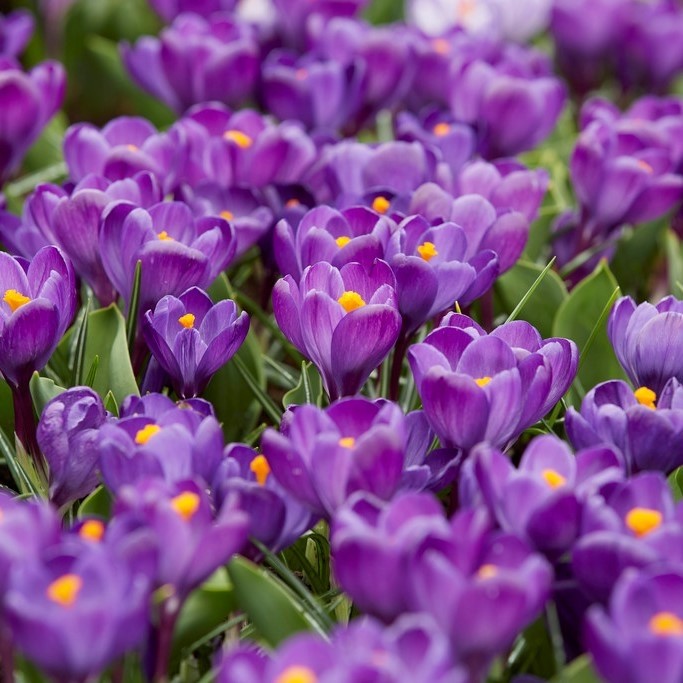 Crocus Flower Record