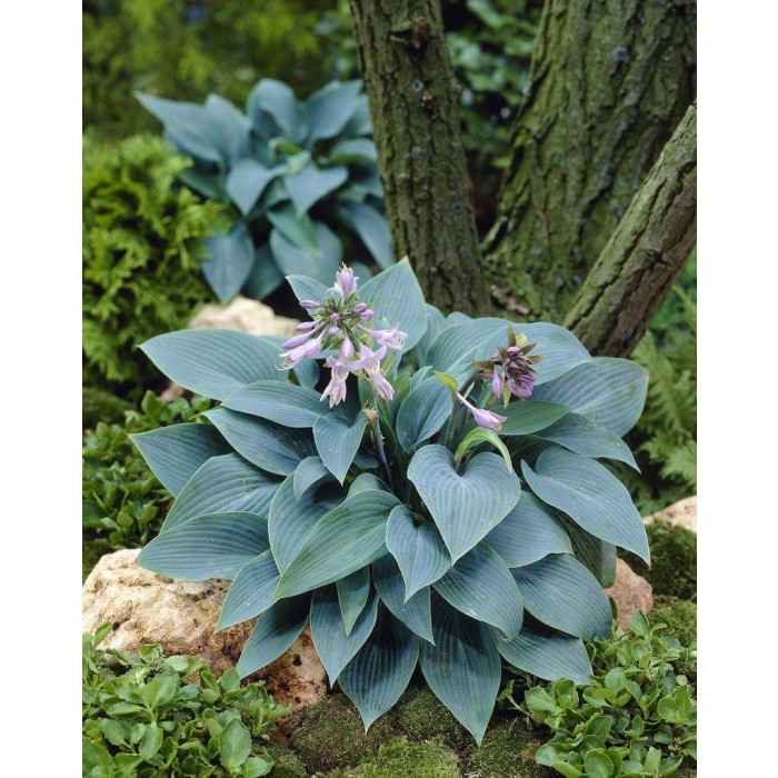 Hosta 'Halcyon'