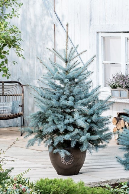 SPECIAL DEAL - Picea glauca Super Blue - Pot Grown Bushy Blue Spruce ...