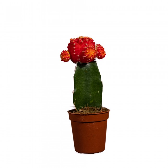 Moon Cactus Collection - THREE different Cacti Colours