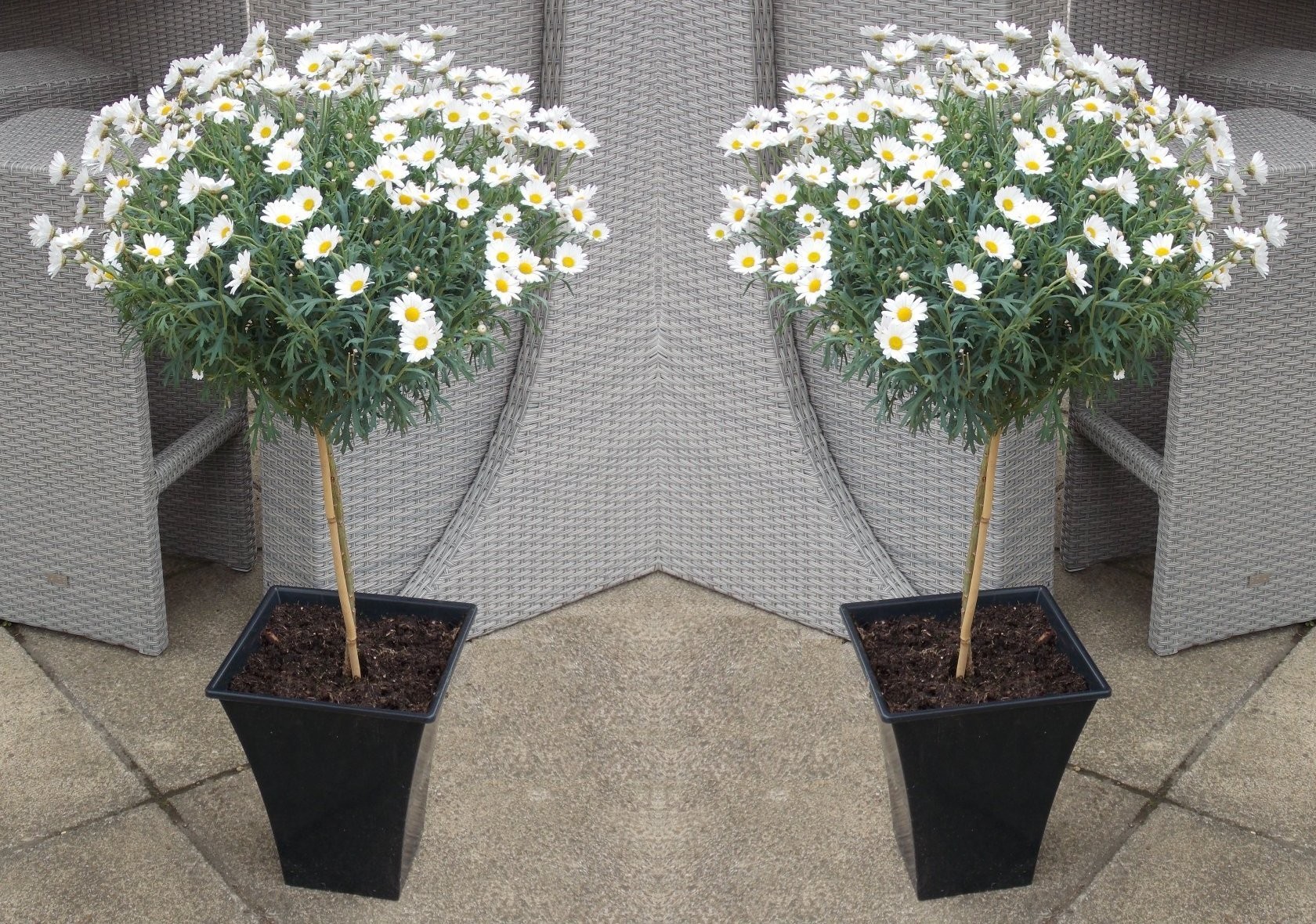 Marguerite Giant Daisy Tree - Perfect for Patios - LARGE Patio Standard ...