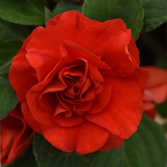 Busy Lizzie 'Glimmer Bright Red' - Double Flowering Impatiens