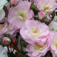 Page 3 | Climbing Roses for Sale UK | Gardening Express
