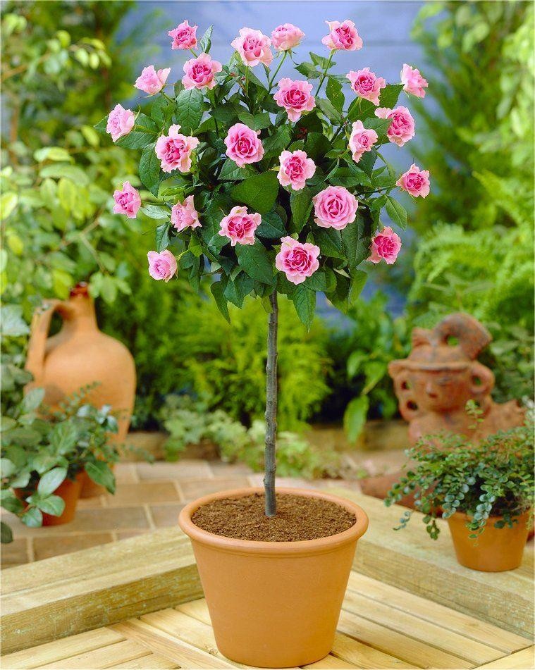 Pair of Mini Standard PINK Rose Trees