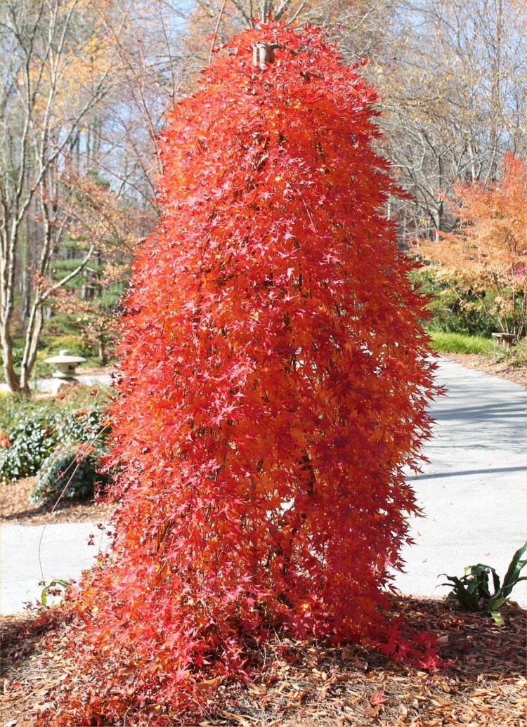 Acer palmatum Cascade Gold - Golden Foliage Weeping Waterfall Japanese ...
