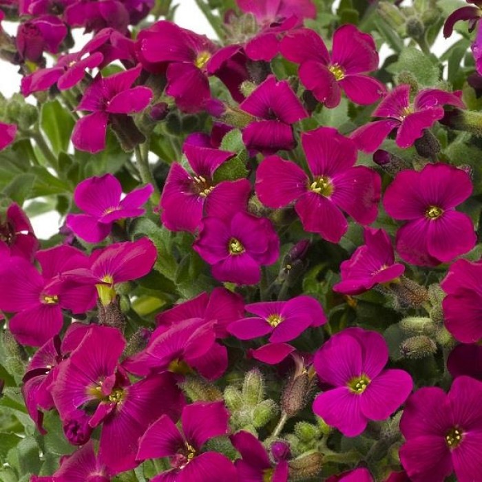 Aubrieta Katie Red