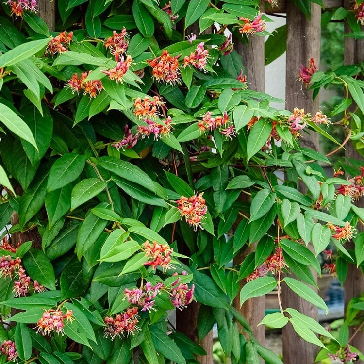 Honeysuckle - Large 4-5ft Specimen Plant - Lonicera henryi - Evergreen ...