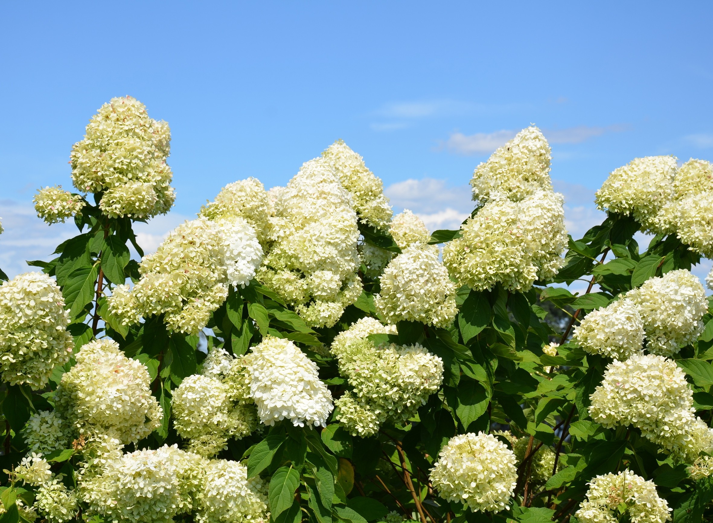 Hydrangea paniculata 'Hercules'