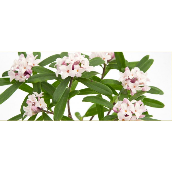 Daphne x transatlantica Eternal Fragrance - Fragrant Evergreen Daphne