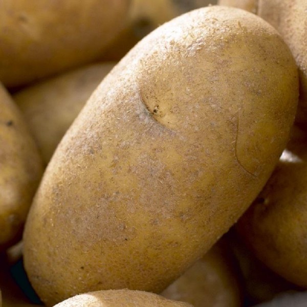 Red Duke of York - 1st Early Seed Potatoes - Pack of 10