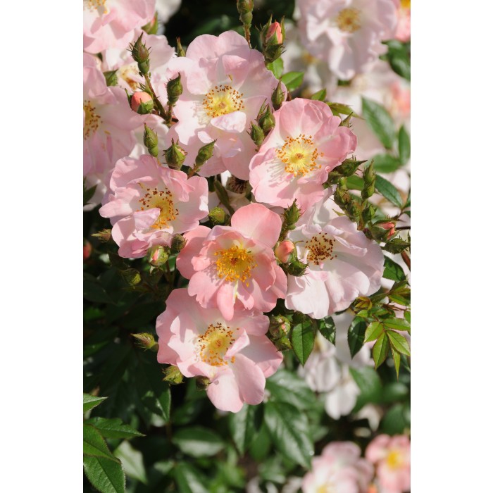 Large 6-7ft Specimen - Climbing Rose Open Arms - Soft pink flowers