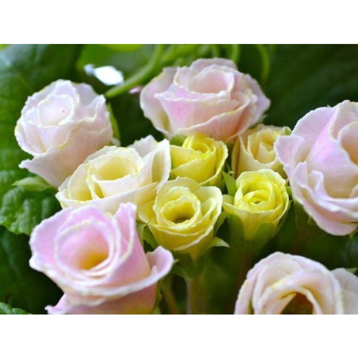 Primrose Antique Rose - Pretty Pink Ruffled Flowers - Pack of SIX Plants