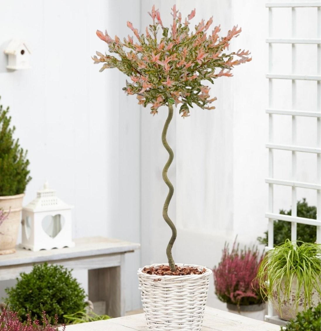Standard Topiary Tree - Corksrew Stem Salix integra Flamingo ...