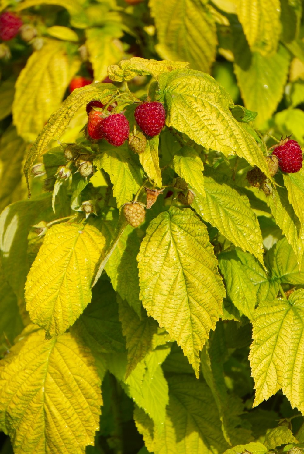 Raspberry Groovy - Dwarf Golden Leaf Summer Fruiting Patio Raspberry ...