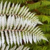 Large Cyathea dealbata - Silver Tree Fern