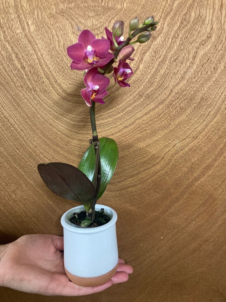 Phalaenopsis - Mini Orchid Plant