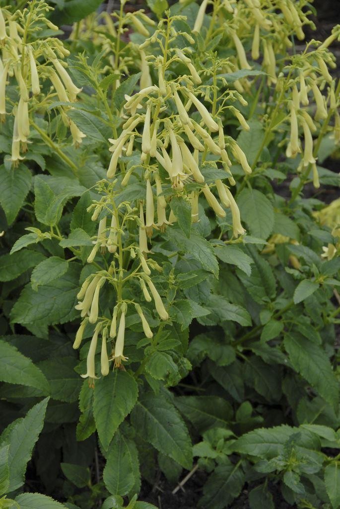 Phygelius Moonraker - Yellow Flowering Cape Fuchsia