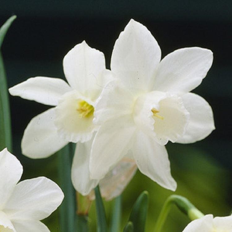 Narcissus Thalia - Daffodil - Pack of 5 Bulbs