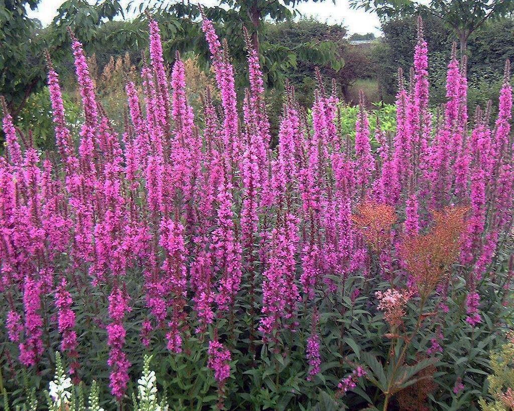 Lythrum virgatum 'Dropmore Purple'