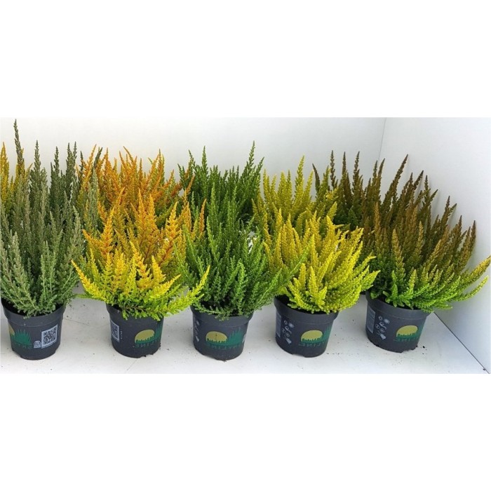 Heather Plant Collection - Calluna vulgaris Skyline Series - Pack of ...