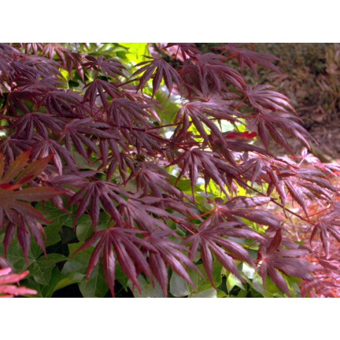 Large Acer Japanese Maple Tree - Acer palmatum Trompenburg - 120-150cms