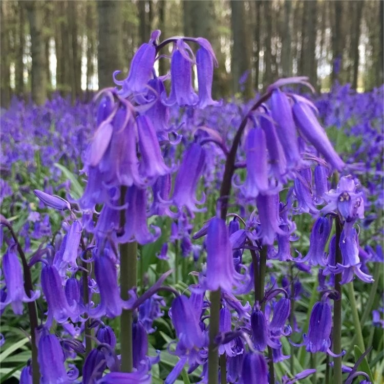 English Bluebells - Hyacinthoides non-scripta