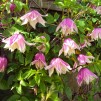 Clematis koreana Propertius