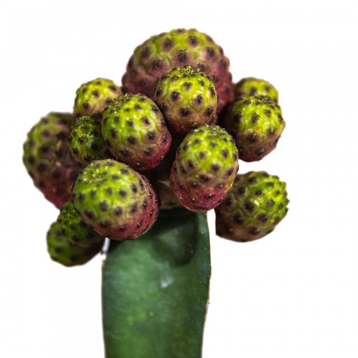 Moon Cactus Collection - THREE different Cacti Colours