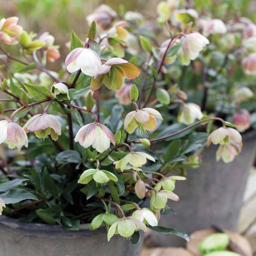 Winter Bells Helleborus - Hellebore Plant in Bud & Bloom