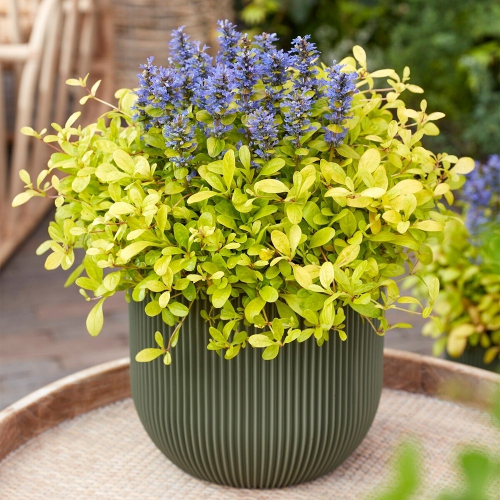 Ajuga Cordial Canary - Feathered Friends