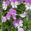 Viola Rose Pink - Pack of SIX Plants