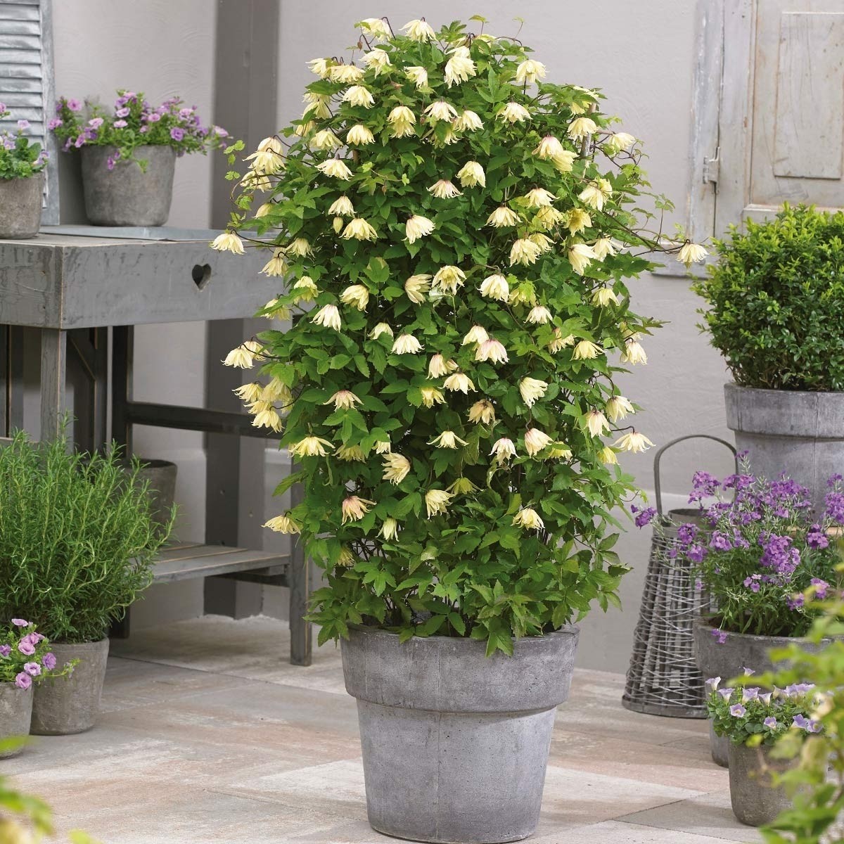 Clematis koreana Amber