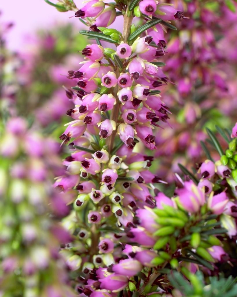 Erica 'Kramer's Red' - Deep Pink-Red Winter Flowering Heather