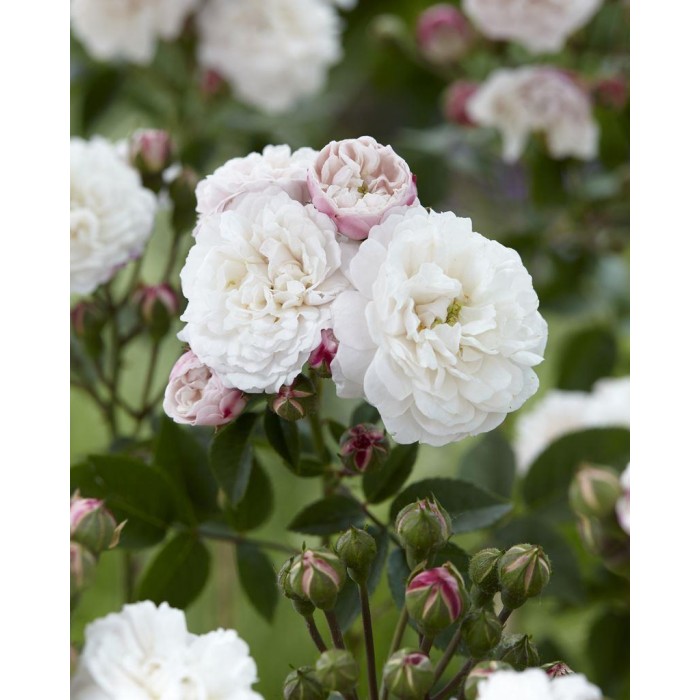 Rose Little White Pet - Shrub Rose