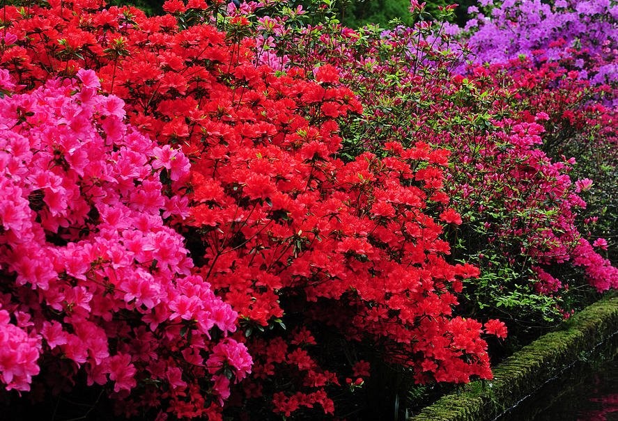 SPECIAL DEAL - Rainbow Azalea japonica Collection - Evergreen Japanese ...