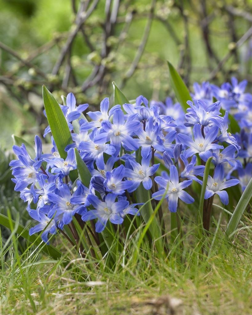 Chionodoxa Blue Giant - Glory of the Snow