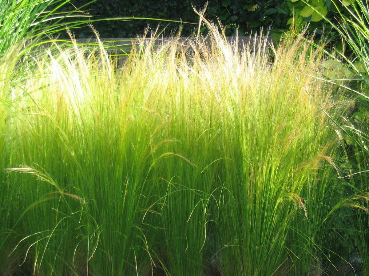 Stipa tenuissima Ponytails - Pack of THREE Mexican Feather Grass Plants