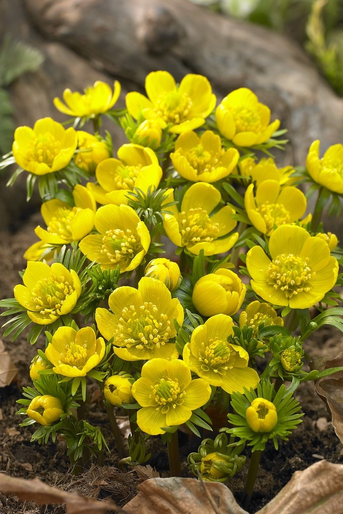 Eranthis cilicica - Winter Aconite - Pack of 20