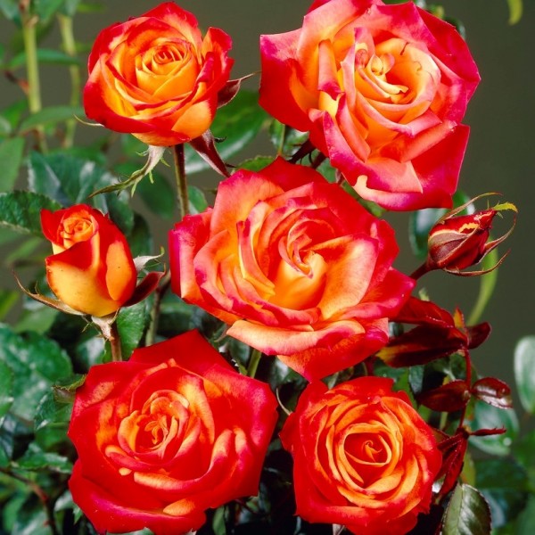 Page 3 | Gardening Express - Roses - Bush and Shrub Roses