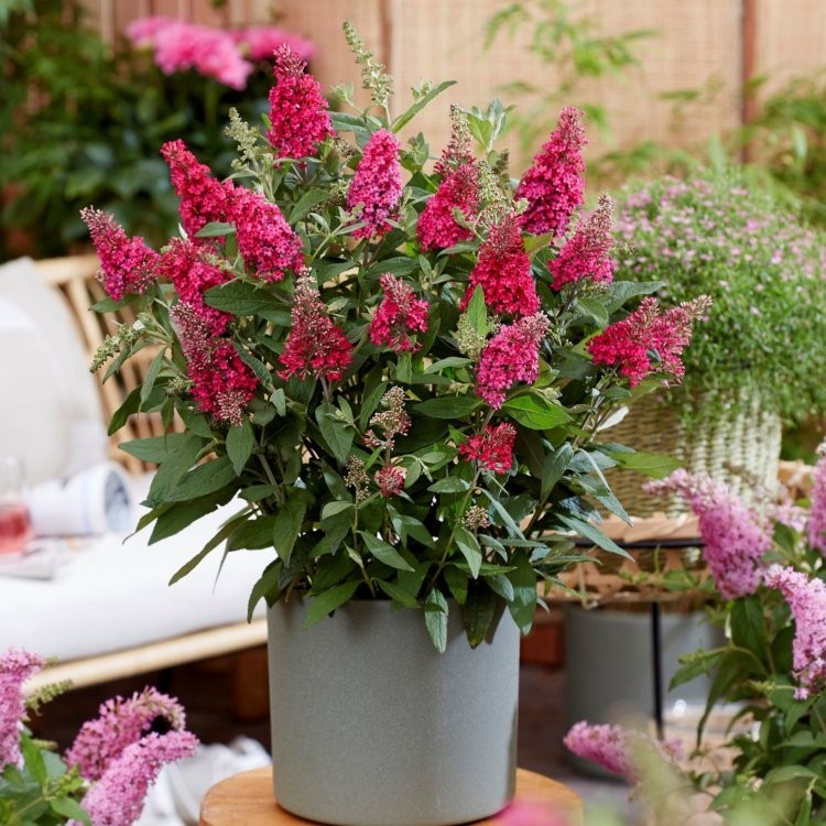 Buddleja Butterfly Candy Little Ruby - Dwarf Buddleia Butterfly Bush